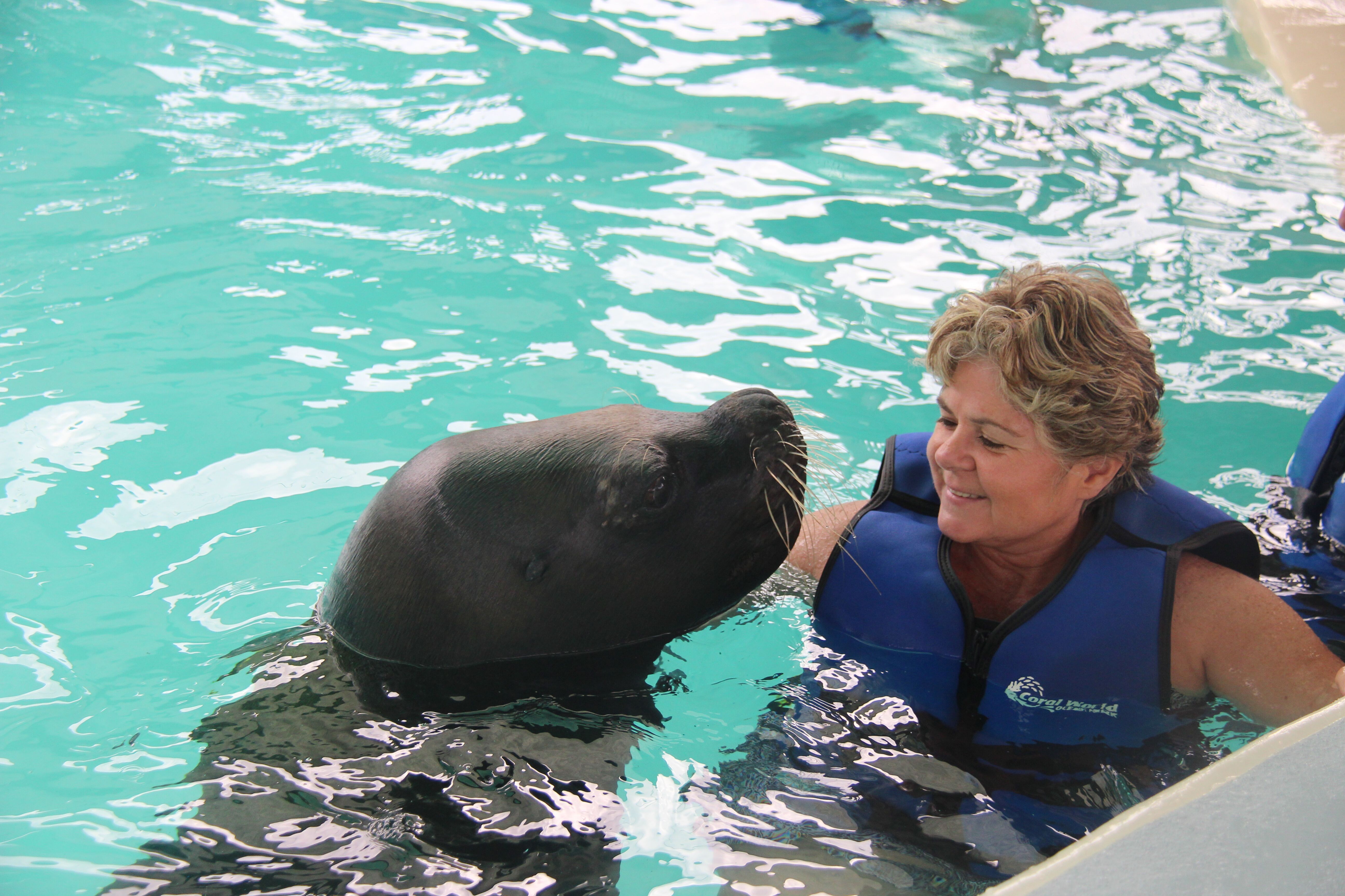 SWIM WITH SEA LION | affordable adventures for all